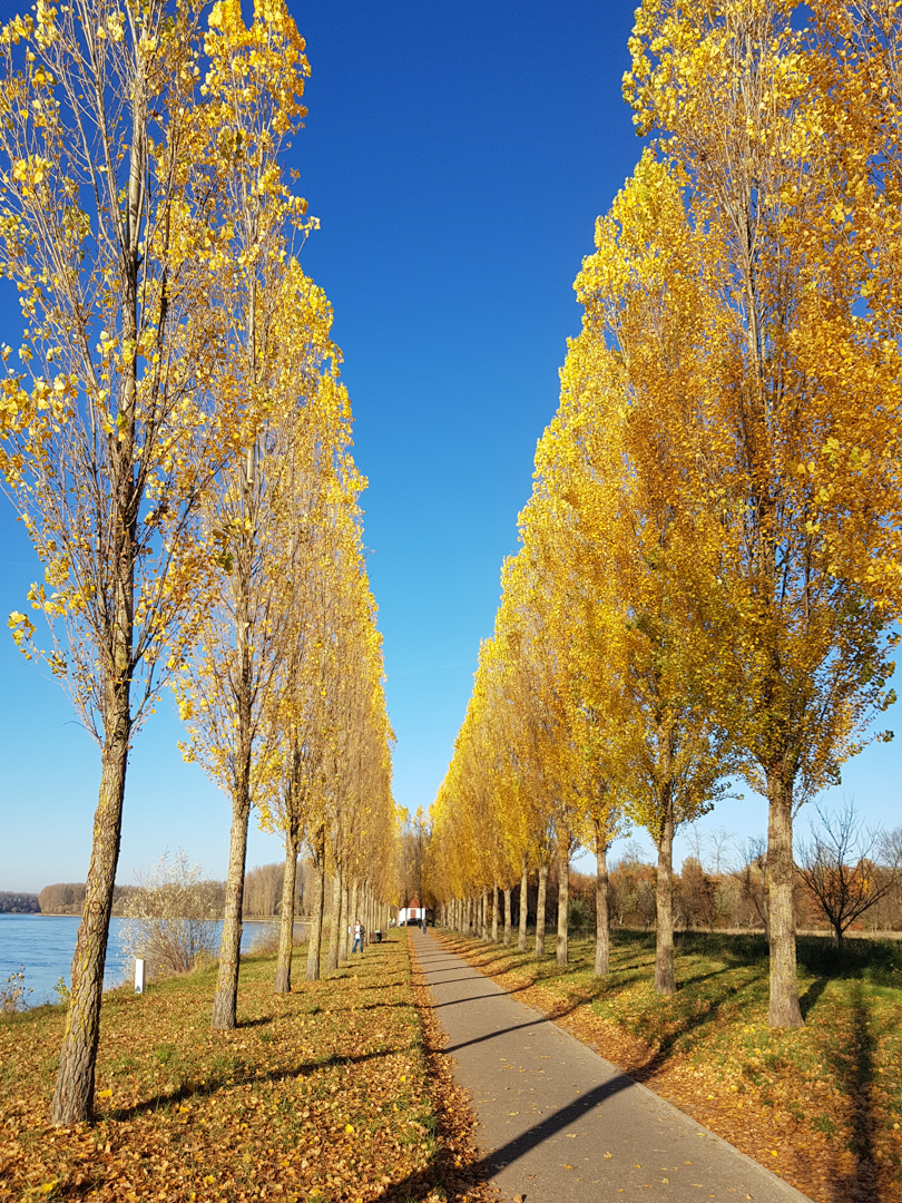 Allee im Herbst Foto & Bild | jahreszeiten, herbst, fotos Bilder auf ...