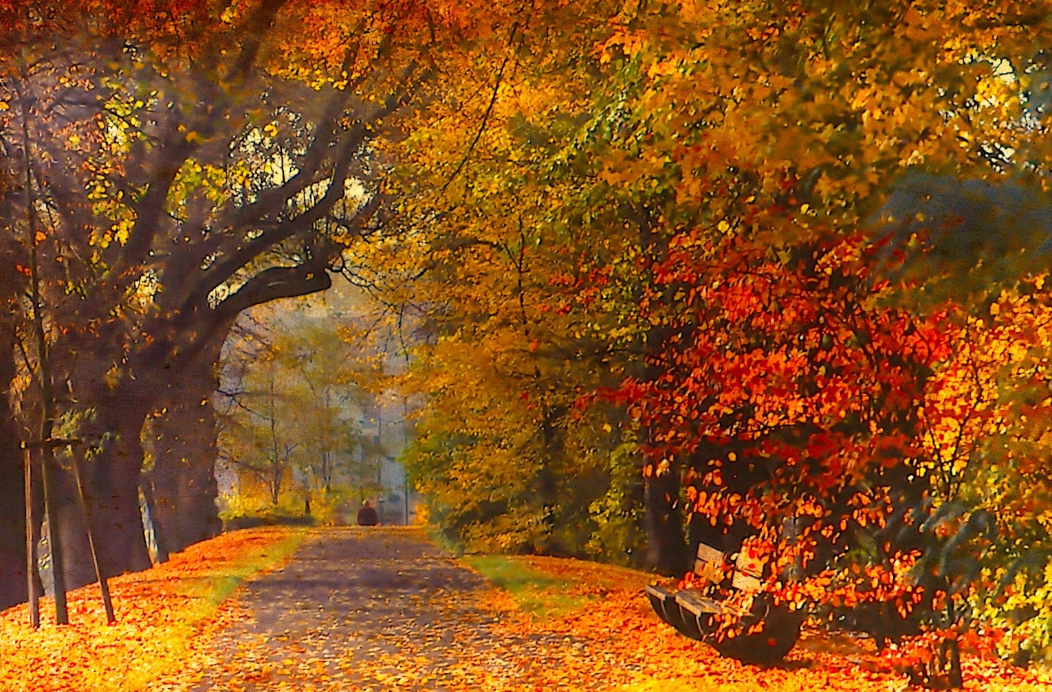 Allee im Herbst Foto & Bild | allee, herbstfarbe, stadtallee Bilder auf ... Allee im Herbst Foto & Bild | allee, herbstfarbe, stadtallee Bilder auf ...