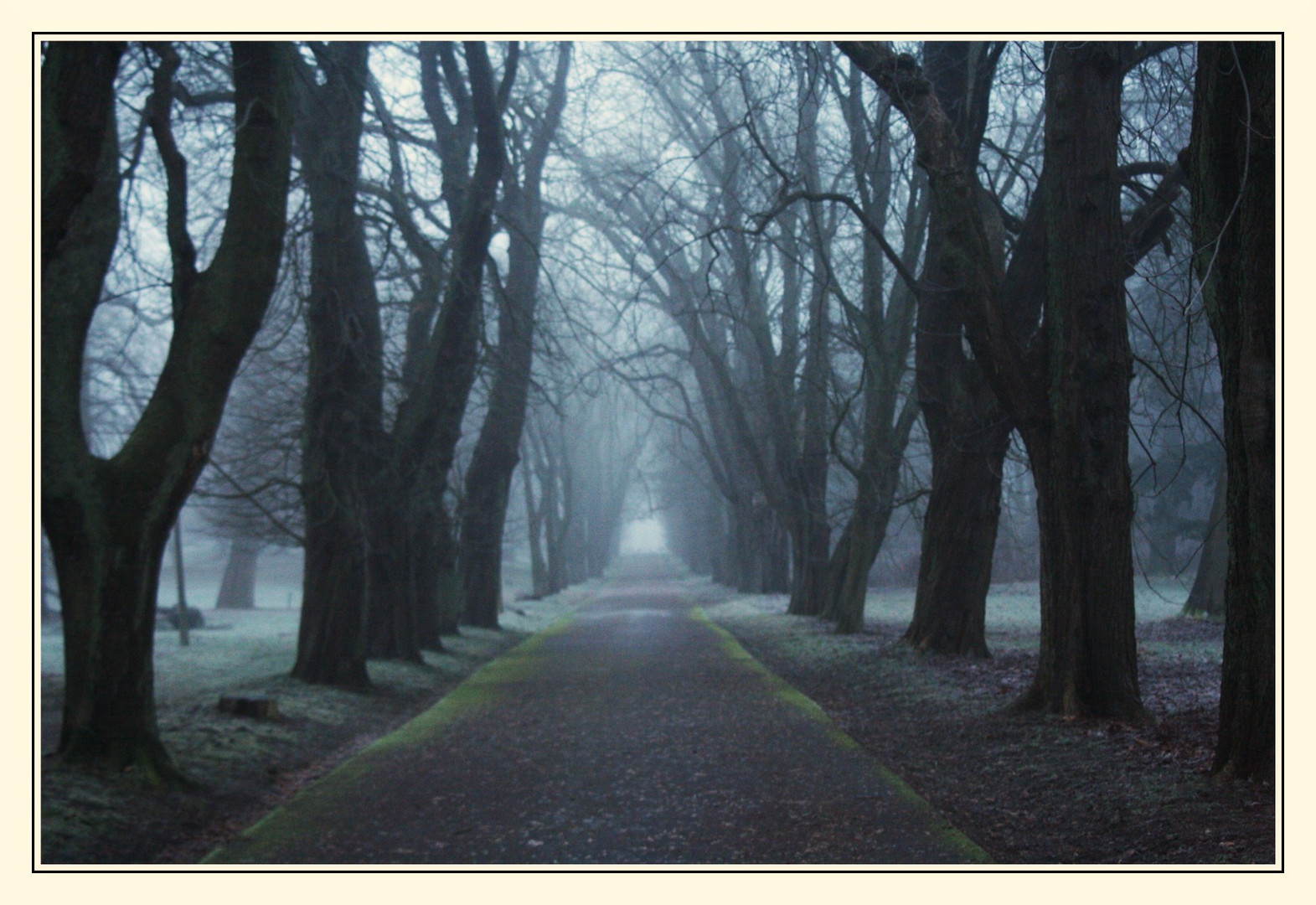 Allee im Nebel Foto & Bild | landschaft, alleen, natur Bilder auf ...