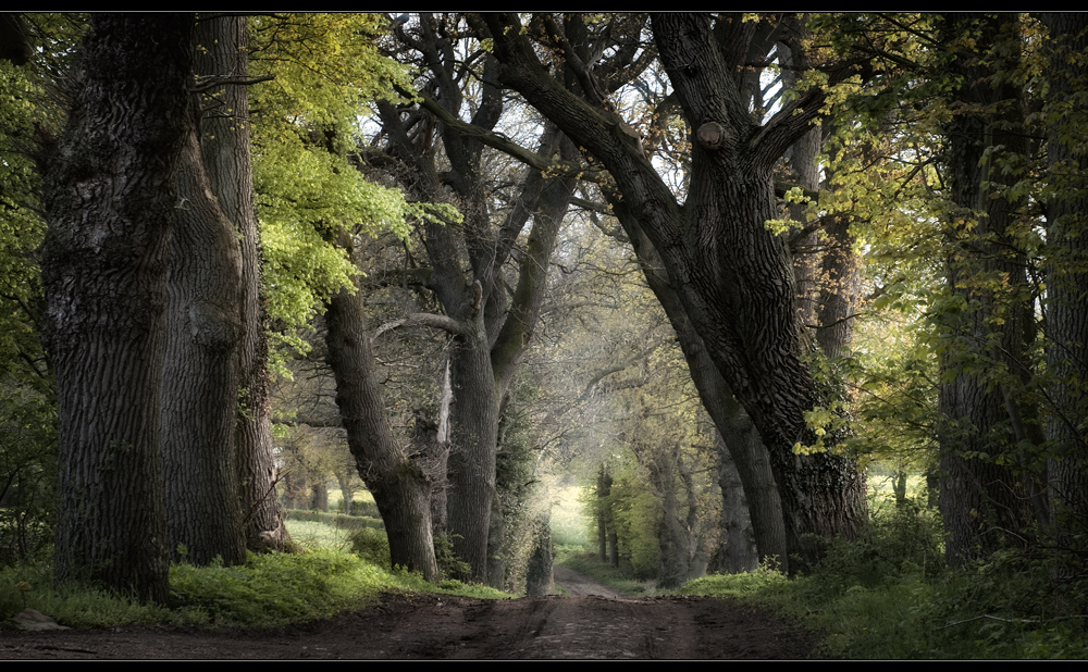 Allee Testorf... Foto & Bild | landschaft, alleen, alleen,wald + bäume ...