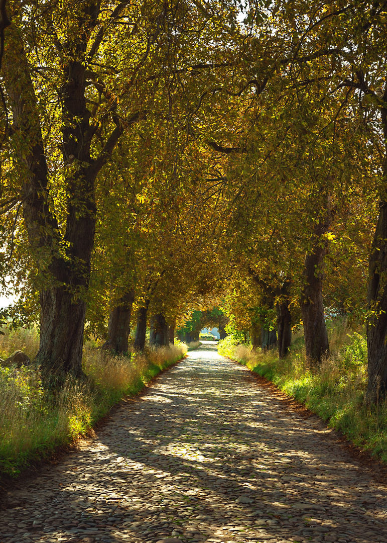 Allee zum Stadtpark Foto & Bild | stille, natur, herbst Bilder auf ...