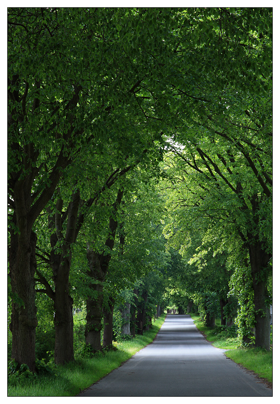 Alleen... Foto & Bild | deutschland, europe, mecklenburg- vorpommern ...