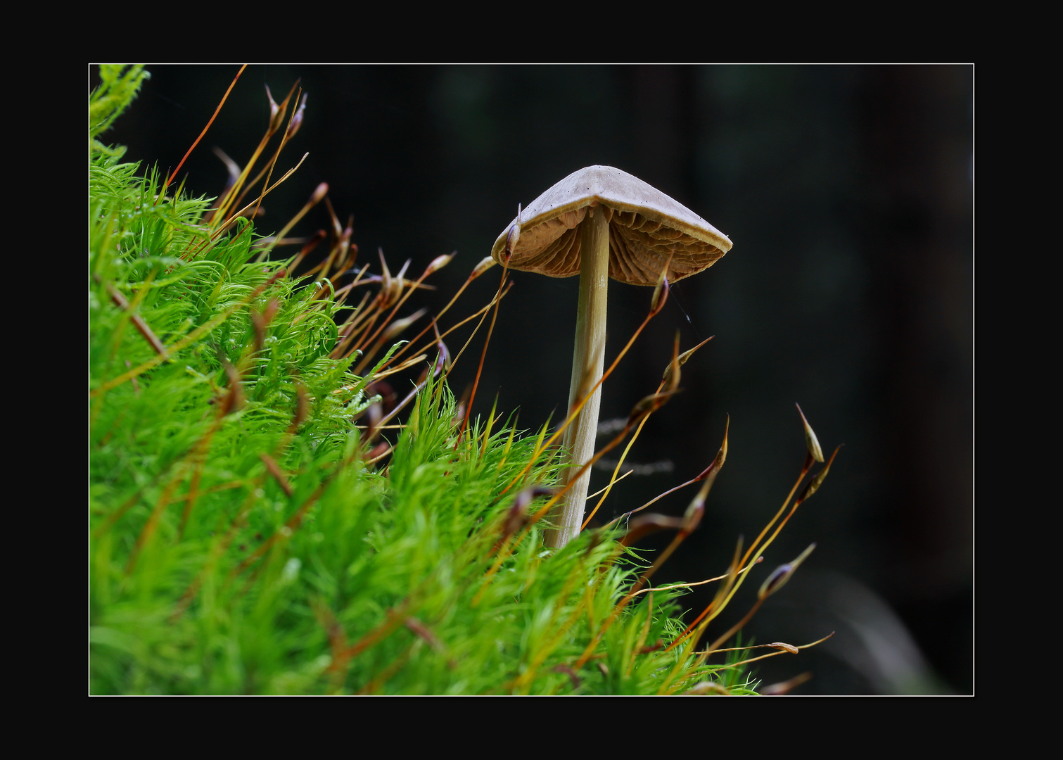 Allein im Moos Foto & Bild | pflanzen, pilze & flechten, pilze & flechten, blumen und pflanzen ...