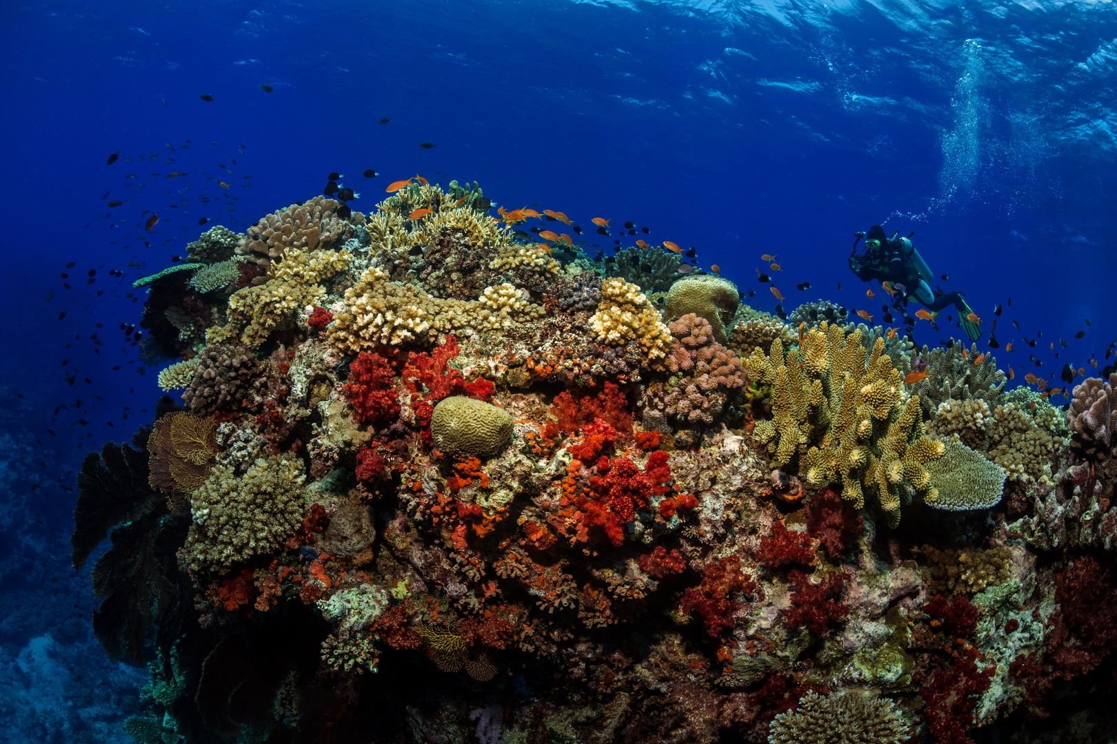 Allein im Riff Foto & Bild | wasser, sea, meer Bilder auf fotocommunity