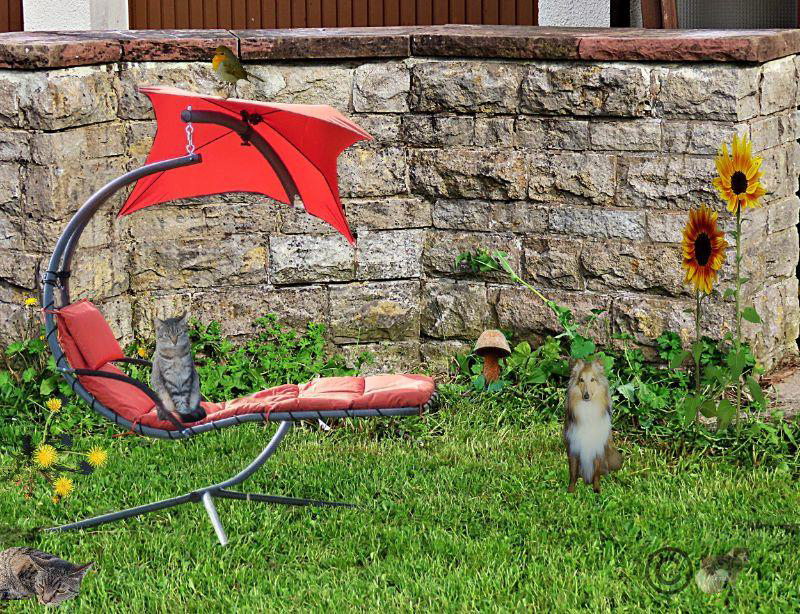 " Allerhand, die Katze sitzt doch tatsächlich auf meinem Platz " Foto ...