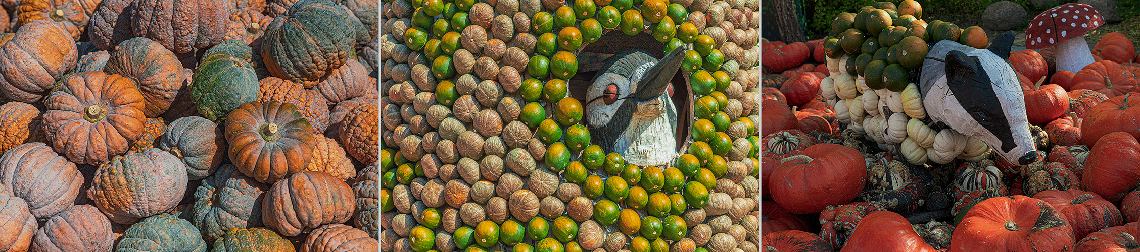 Allerlei Foto & Bild | natur, herbst, ausstellung Bilder auf fotocommunity