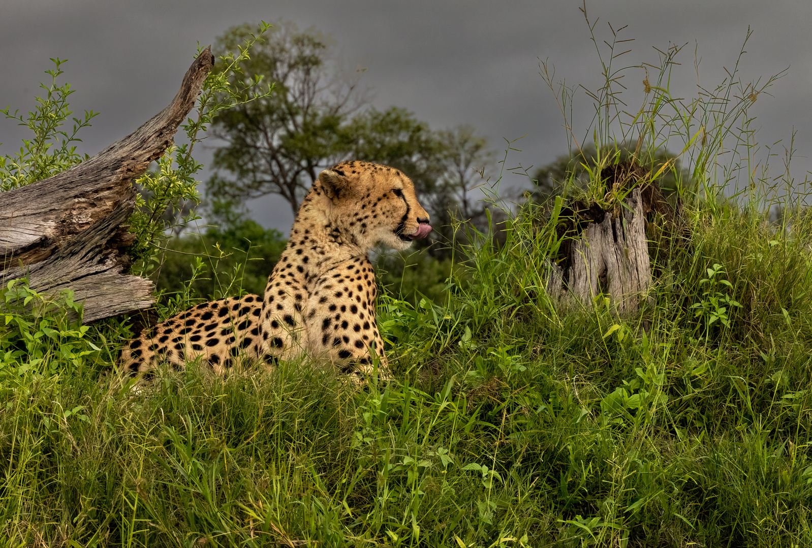 Alles im Blick... Foto & Bild | world, natur, afrika Bilder auf fotocommunity
