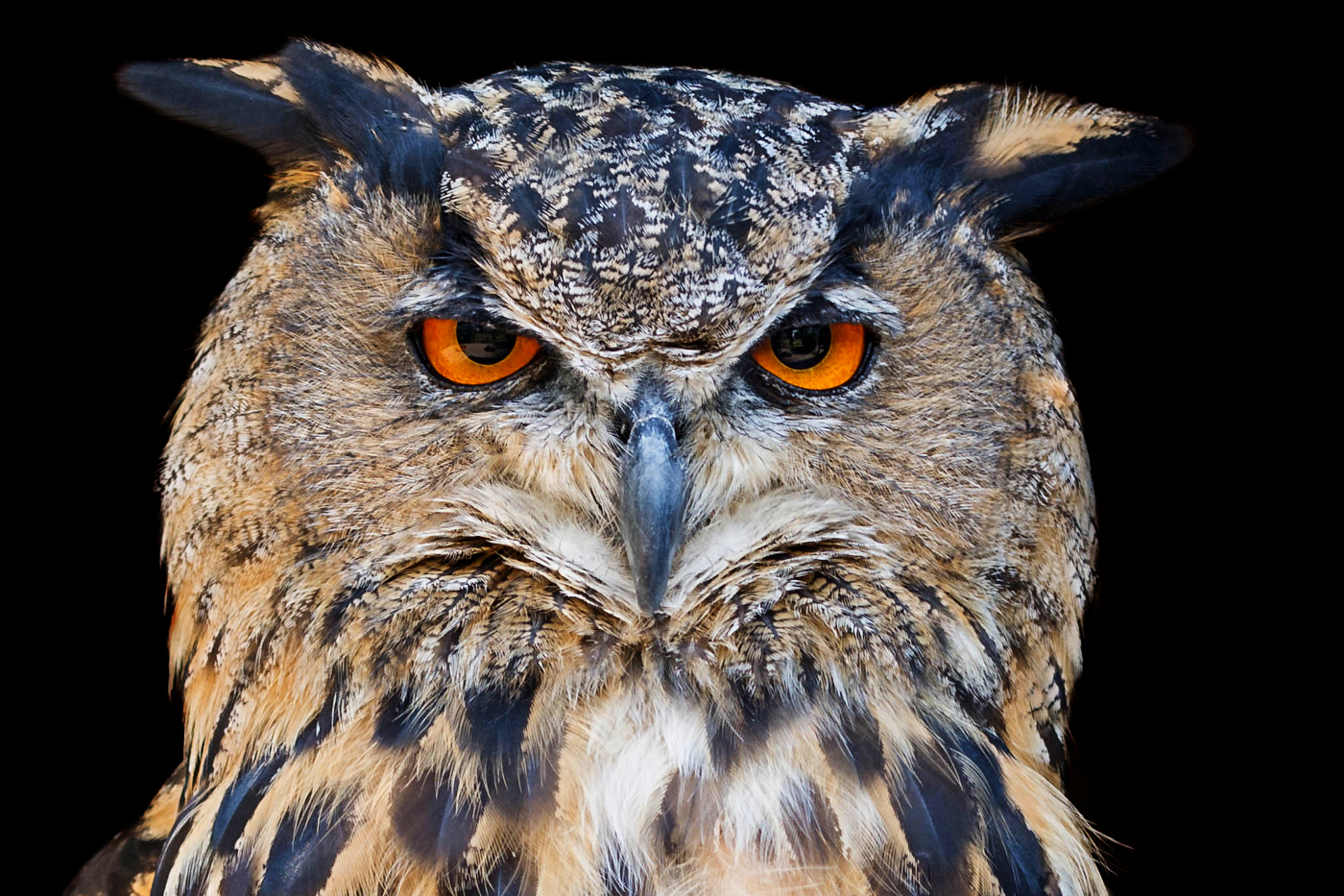 Alles im Blick Foto & Bild | natur, tiere, zoo, wildpark & falknerei ... Alles im Blick Foto & Bild | natur, tiere, zoo, wildpark & falknerei ...
