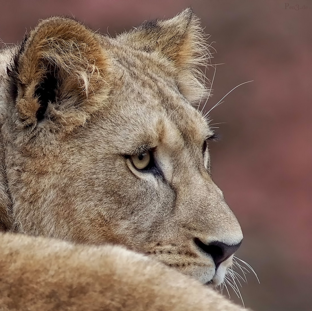 Alles im Blick...... Foto & Bild | tiere, zoo, wildpark & falknerei ... Alles im Blick...... Foto & Bild | tiere, zoo, wildpark & falknerei ...