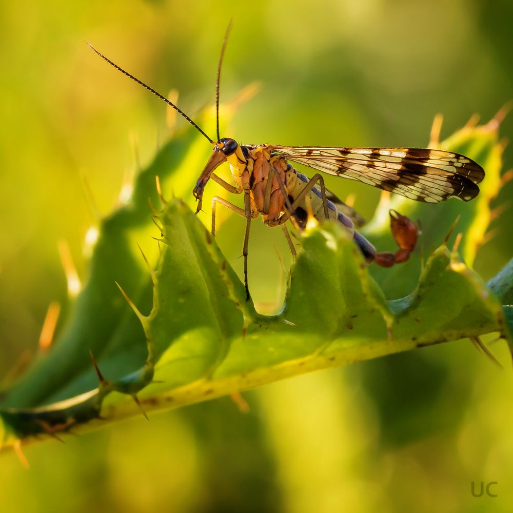 Alles im Blick Foto & Bild | tiere, wildlife, insekten Bilder auf ... Alles im Blick Foto & Bild | tiere, wildlife, insekten Bilder auf ...