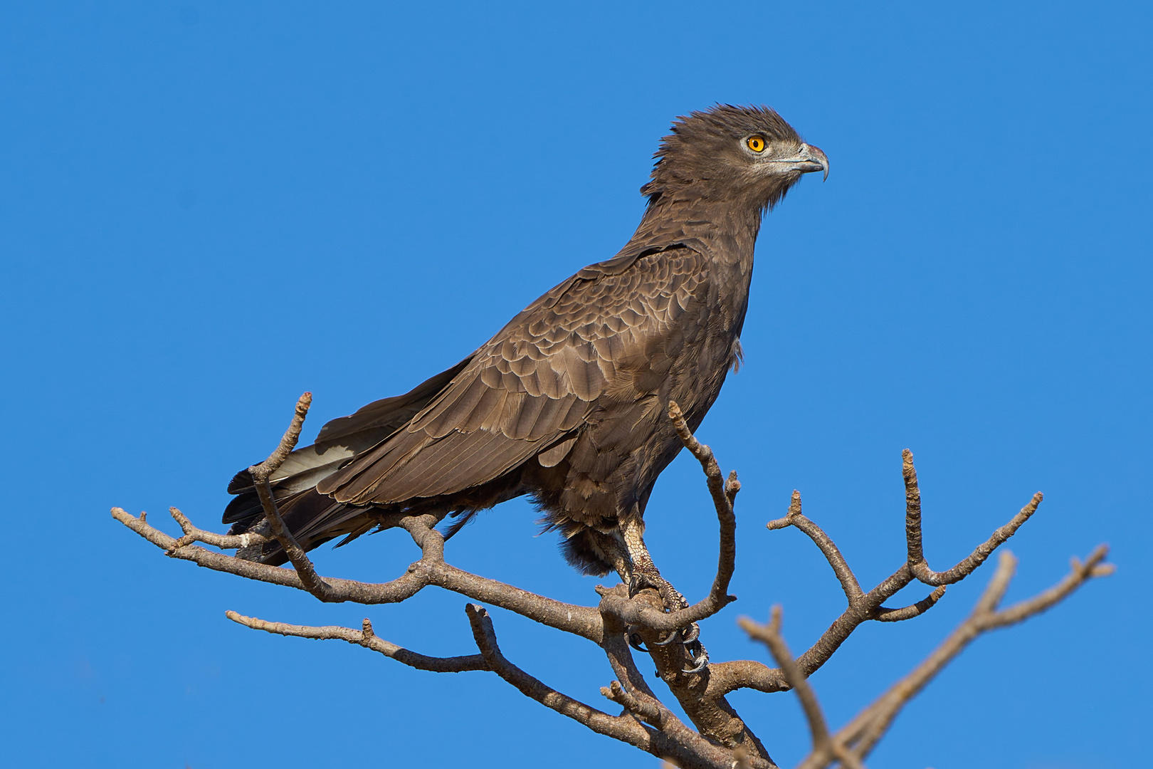 Alles im Blick Foto & Bild | africa, eastern africa, tiere Bilder auf ... Alles im Blick Foto & Bild | africa, eastern africa, tiere Bilder auf ...