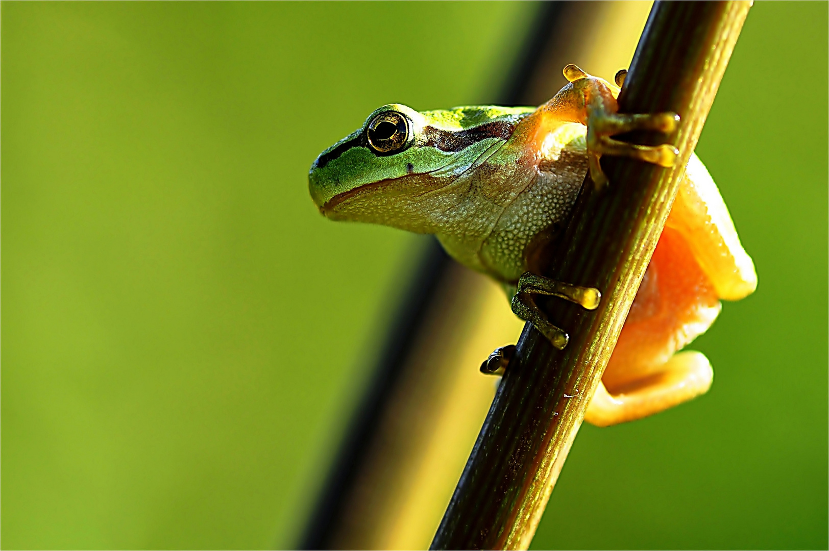 ~Alles im Blick~ Foto & Bild | tiere, wildlife, amphibien & reptilien ... ~Alles im Blick~ Foto & Bild | tiere, wildlife, amphibien & reptilien ...