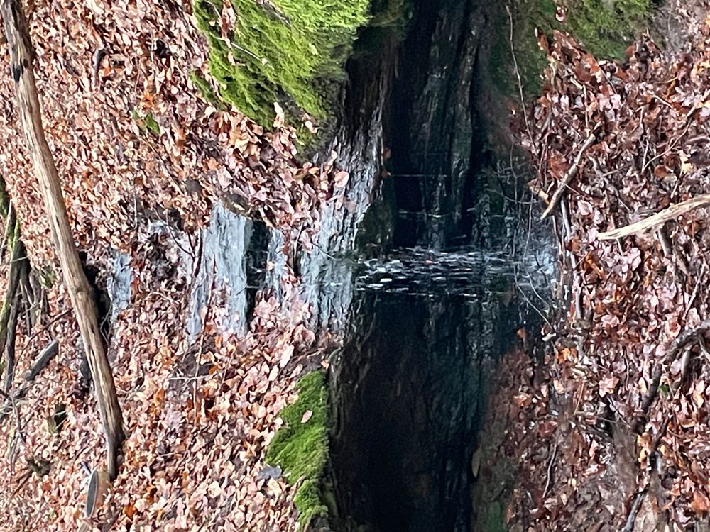 Alles im Fluß Foto & Bild | landschaft, wald, bach Bilder auf fotocommunity