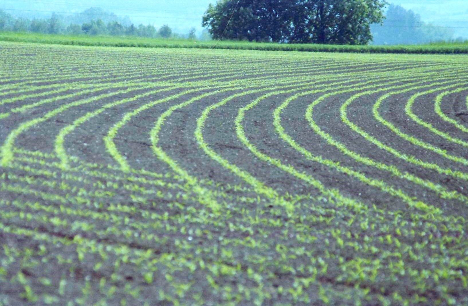 Alles in Reih und Glied... Foto & Bild | grün, acker, saat Bilder auf ...