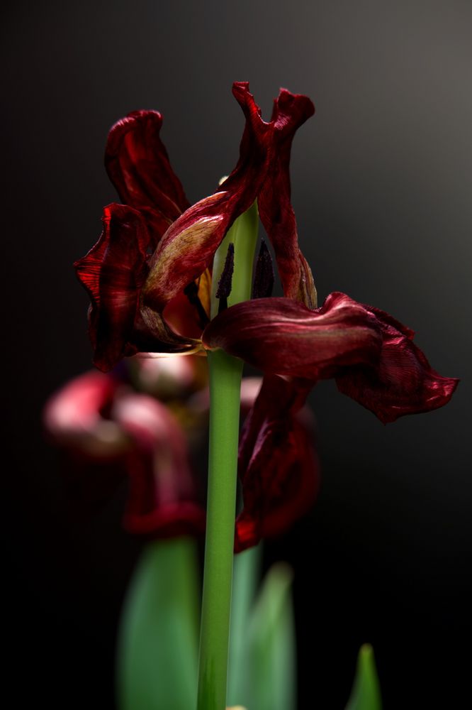 alles ist vergänglich Foto & Bild | fotos, flowers, tulpen Bilder auf fotocommunity