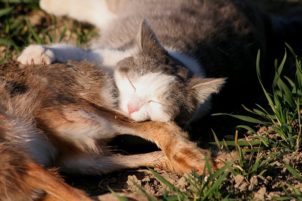 Alles Meins! Foto & Bild | tiere, haustiere, katzen Bilder auf fotocommunity