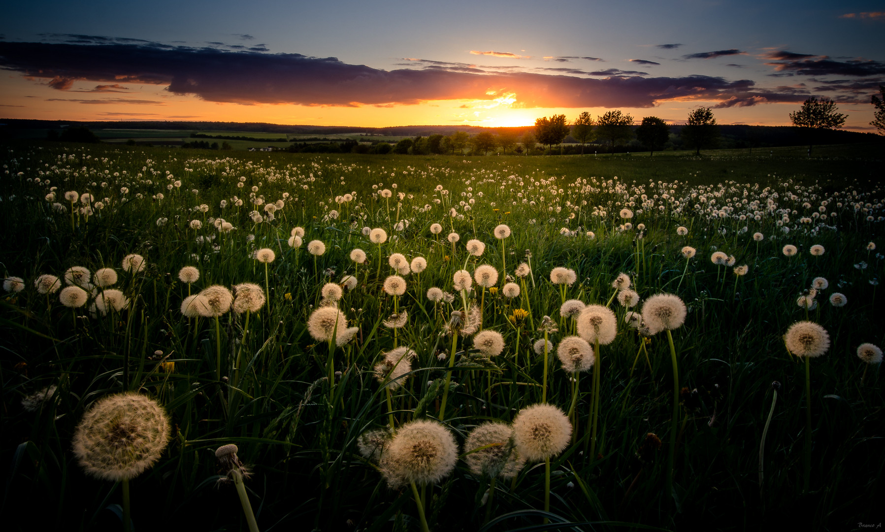 Alles Pusteblume Foto & Bild | mai, sonnenuntergang, wiese Bilder auf ...