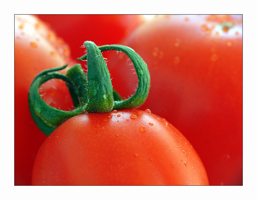 Alles Tomate... Foto & Bild | pflanzen, pilze & flechten, früchte und beeren, pflanzen / tiere ...