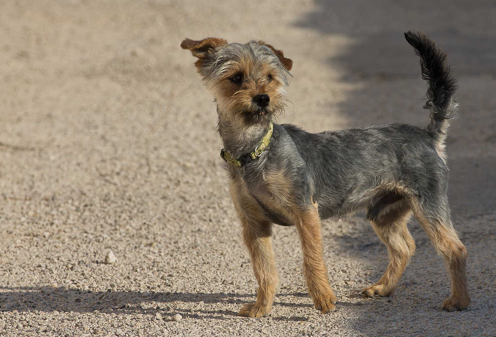 alles was ein Hund braucht... Foto & Bild | tiere, haustiere, hunde ...