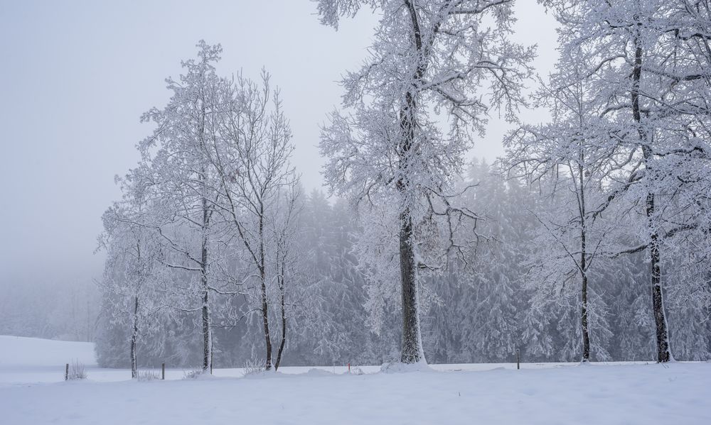 alles weiß Foto & Bild | outdoor, bäume, winter Bilder auf fotocommunity