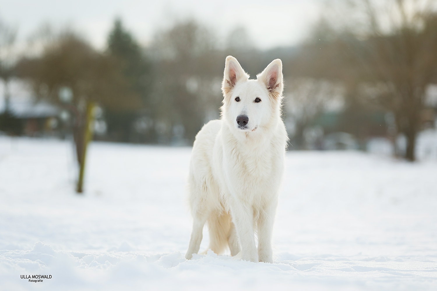 ...alles weiß... Foto & Bild | winter, schnee, hunde Bilder auf ...