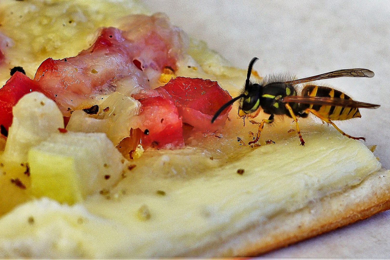 Allesfresser? Foto & Bild | tiere, wildlife, insekten Bilder auf ...