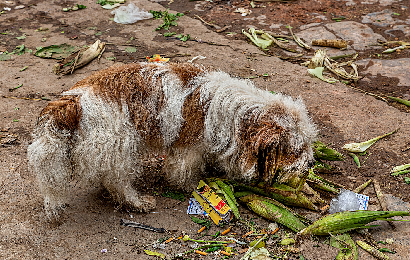 Allesfresser Foto & Bild | china, world, hunde Bilder auf fotocommunity