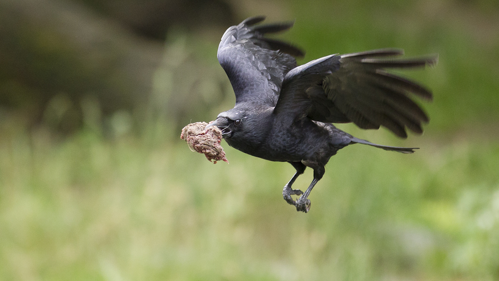 allesfresser Foto & Bild | tiere, wildlife, wild lebende vögel Bilder ...