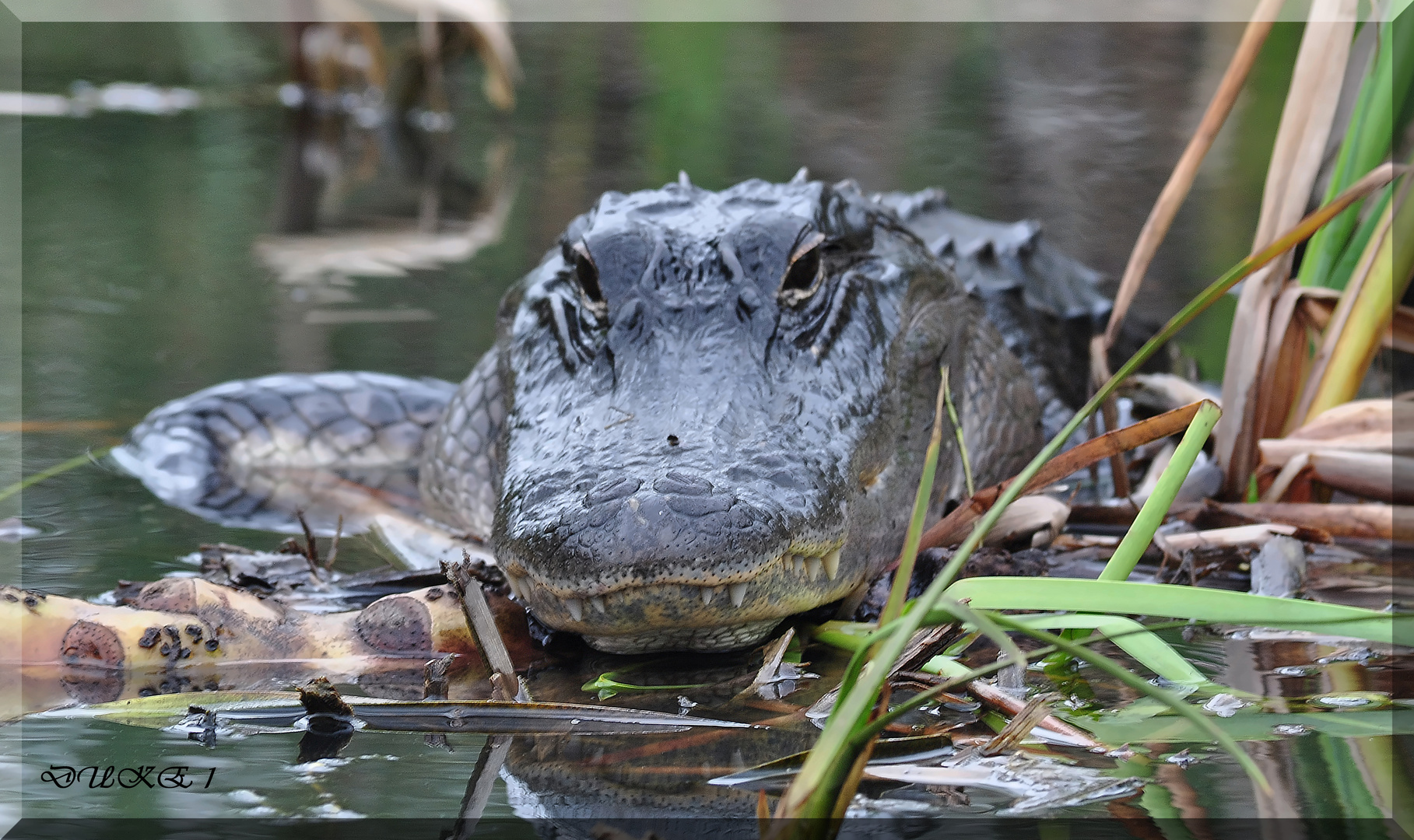 Alligator in den Everglades Florida . Foto & Bild | tiere, wildlife ...