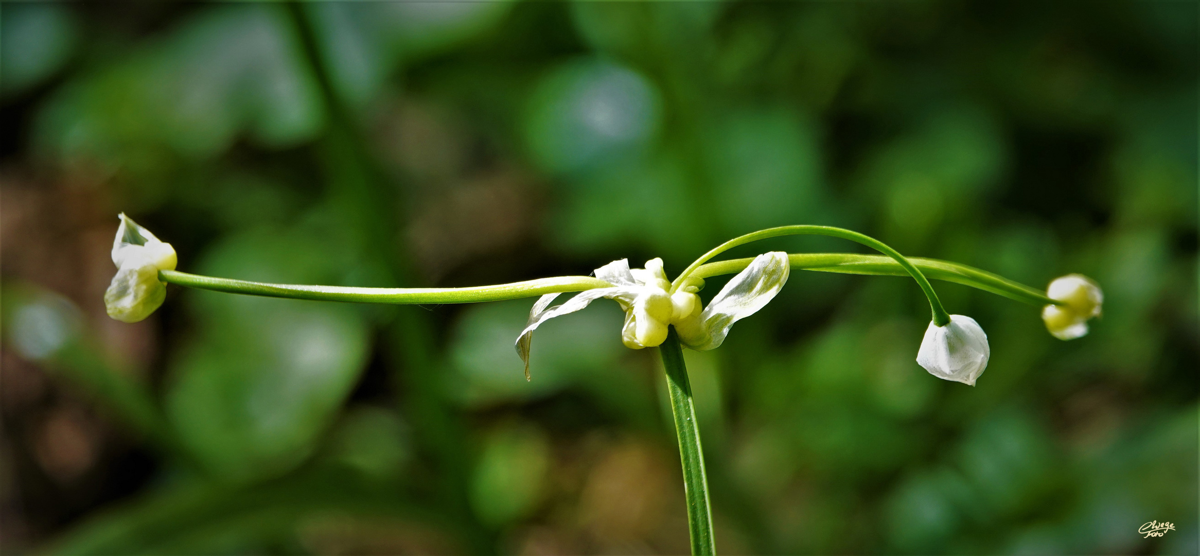 Allium paradoxum Foto & Bild | weiß, natur, pflanzen Bilder auf ...