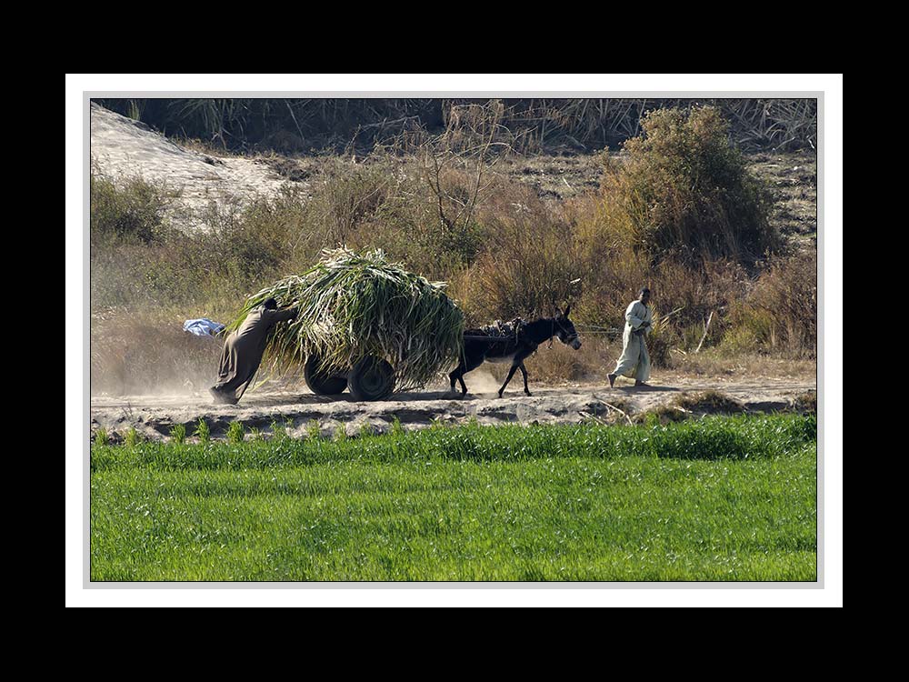 Alltag am Nil 20 Foto & Bild | africa, egypt, north africa Bilder auf ...