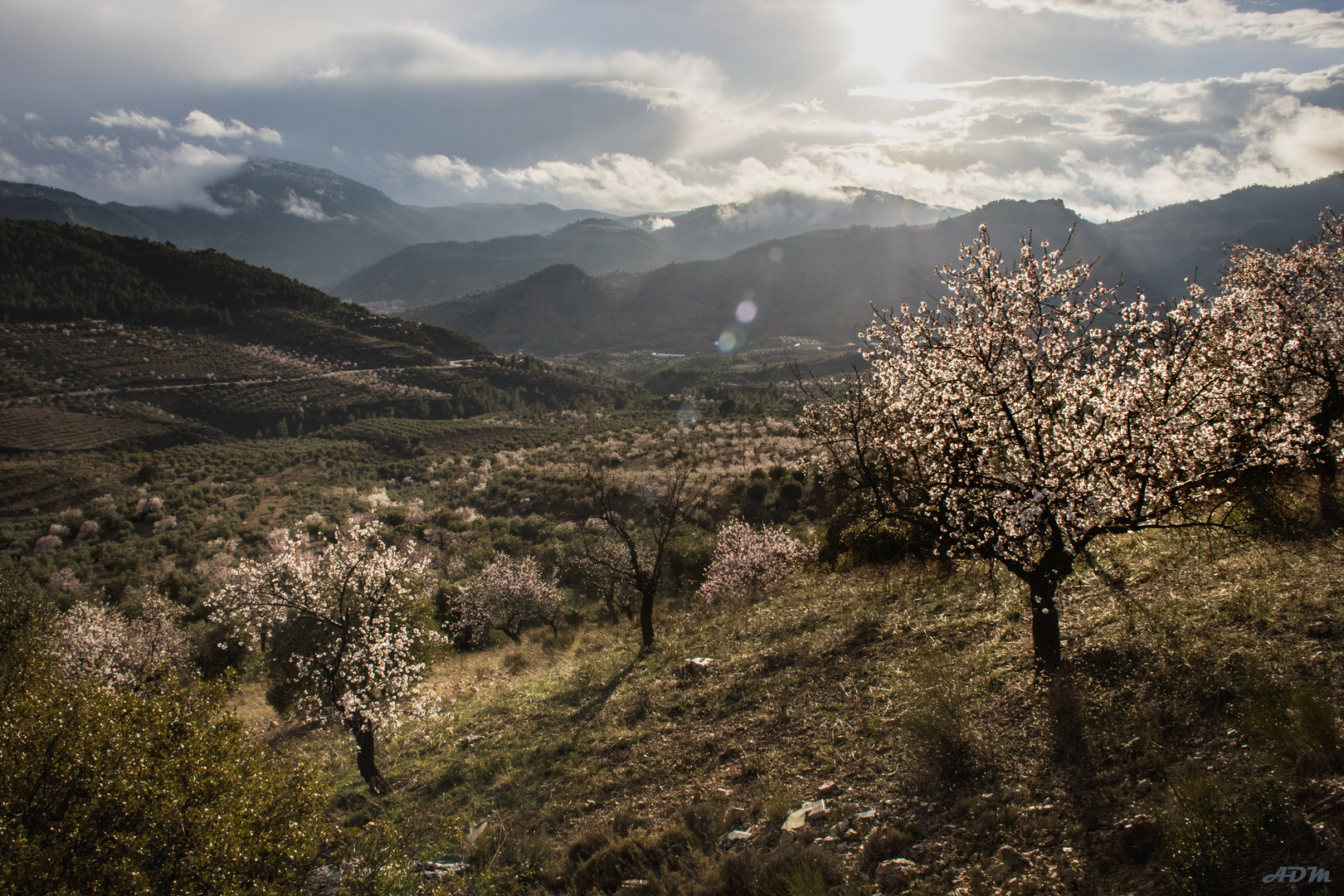 Almendros Imagen & Foto | paisajes, campo, naturaleza Fotos de ...