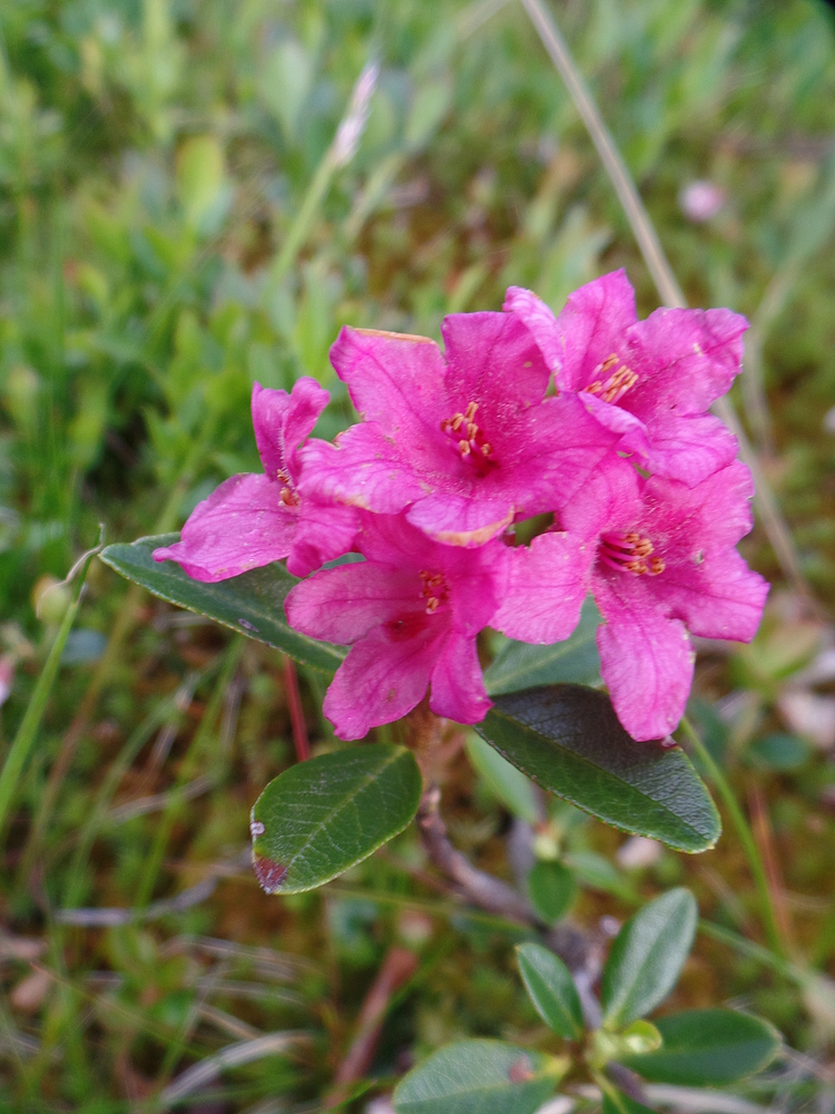 Almrausch! Foto & Bild | pflanzen, pilze & flechten, blüten- & kleinpflanzen, wildpflanzen ...