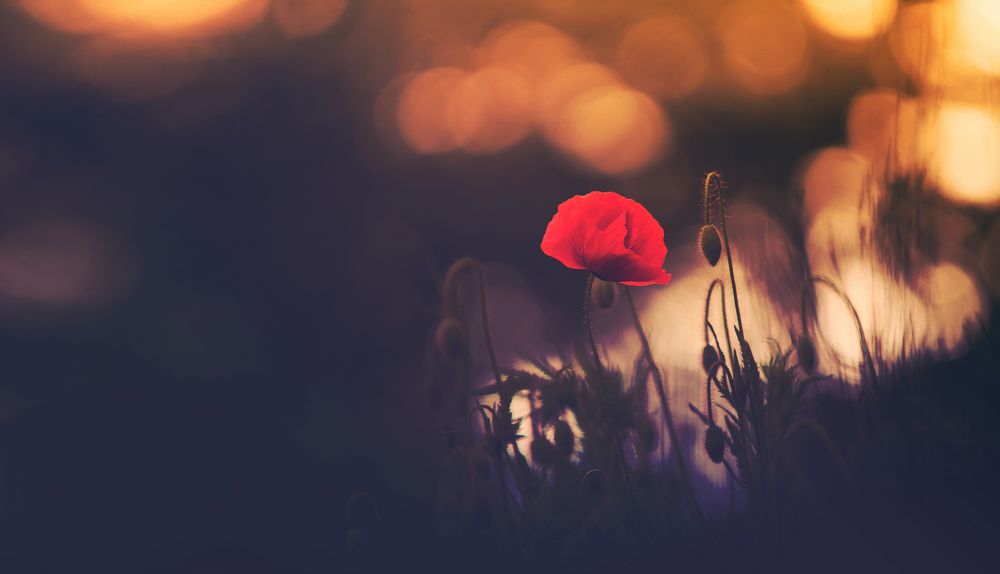 Alone poppy Foto & Bild | spezial, rot, licht Bilder auf fotocommunity