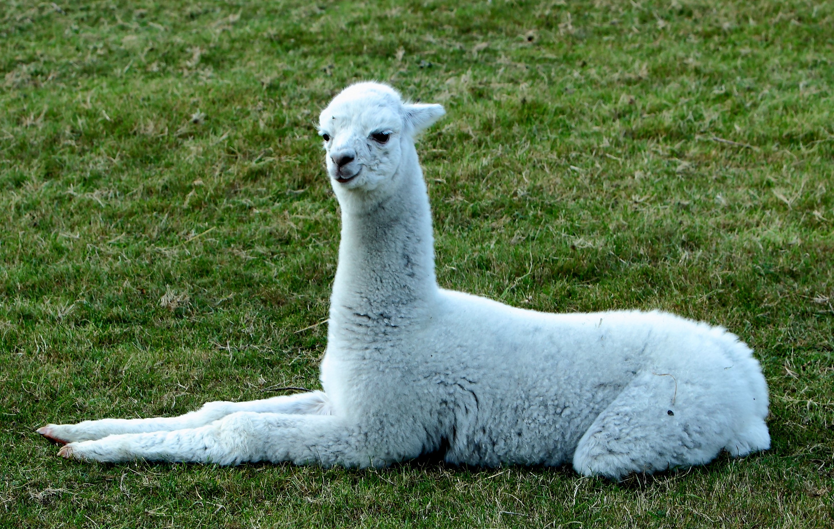Alpacca Foto & Bild | natur, tiere, haustiere Bilder auf fotocommunity