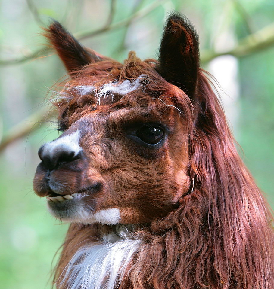 alpacka Foto & Bild | tiere, zoo, wildpark & falknerei, säugetiere ...