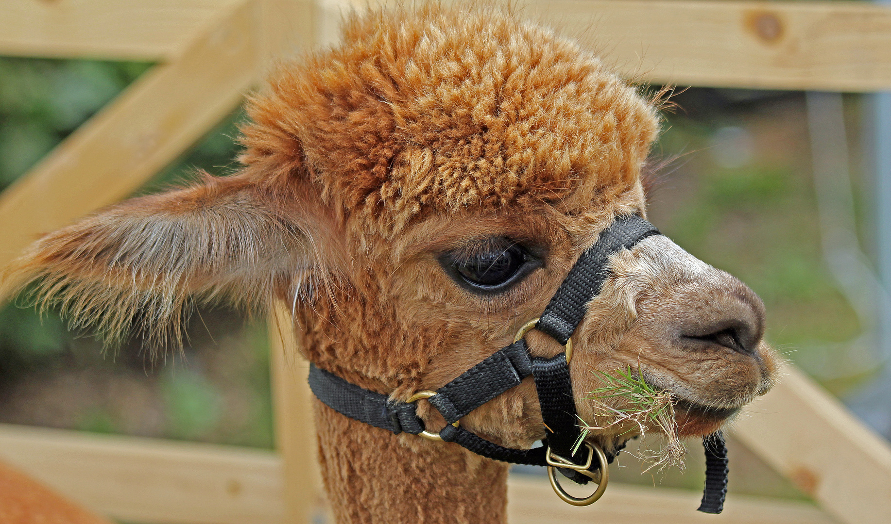 Alpaka Foto & Bild | natur - tiere, natur, tiere Bilder auf fotocommunity