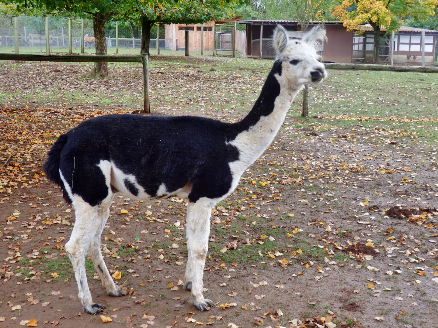 Alpaka Foto & Bild | natur, tiere, haustiere Bilder auf fotocommunity