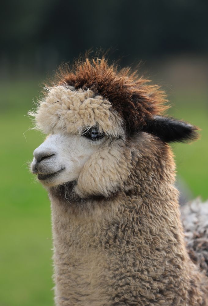 Alpaka Foto & Bild | tiere, haustiere, nutztiere Bilder auf fotocommunity