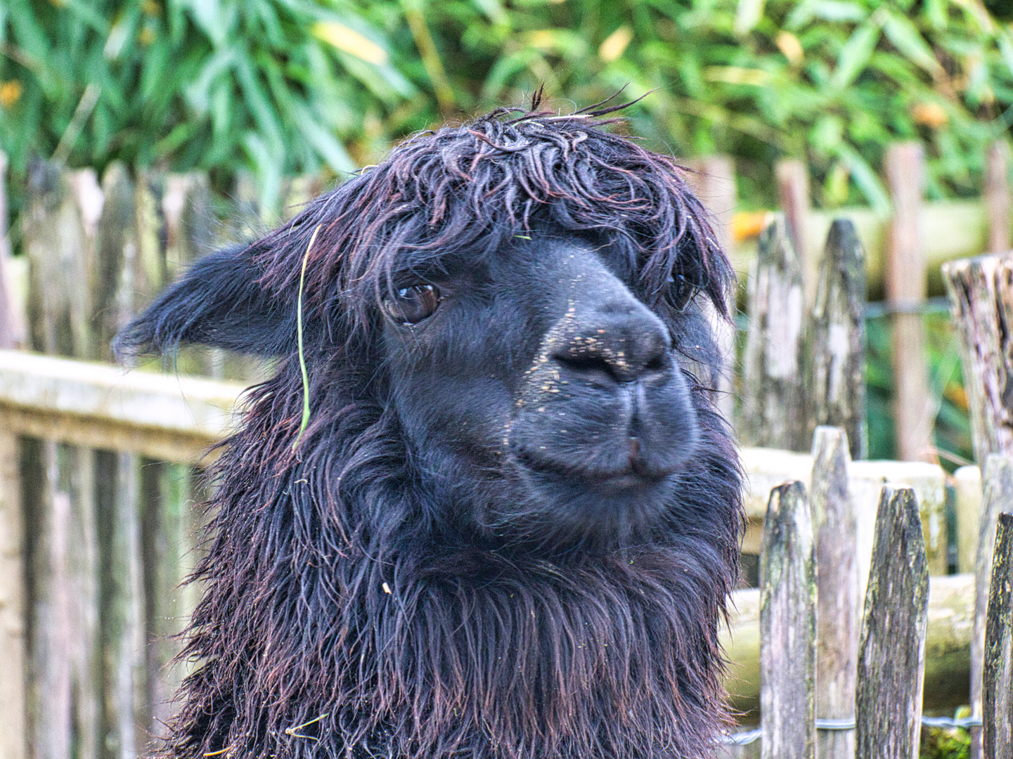 Alpaka Foto & Bild | tiere, wildlife, wildlife: sonstige tiere Bilder ...