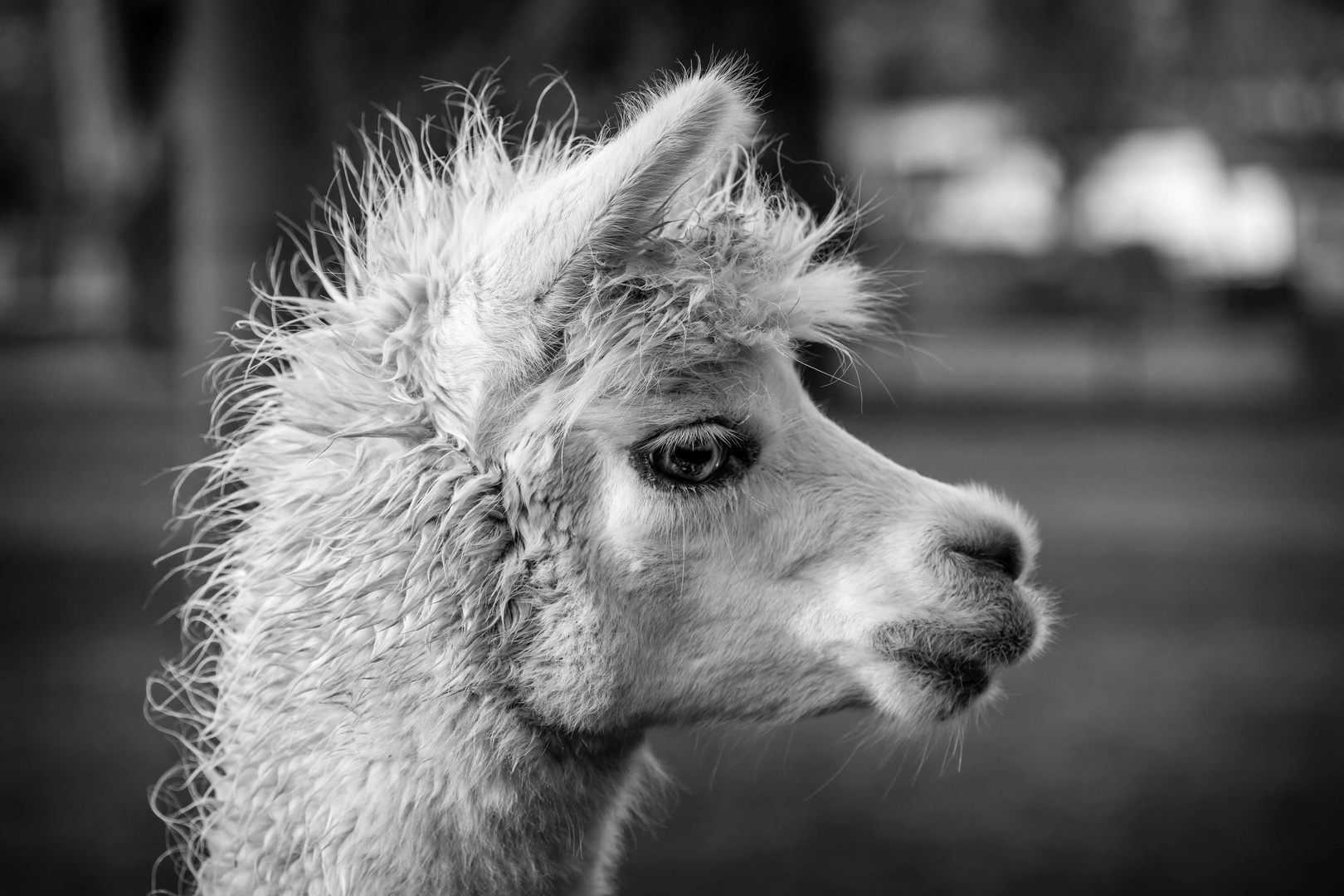 Alpaka Foto & Bild | tiere, tierdetails, bw Bilder auf fotocommunity