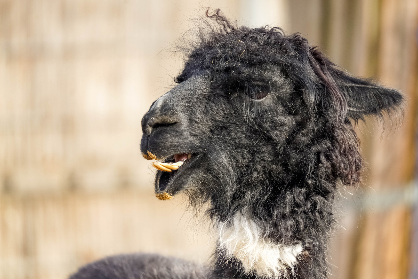 Alpaka Foto & Bild | outdoor, sonne, natur Bilder auf fotocommunity