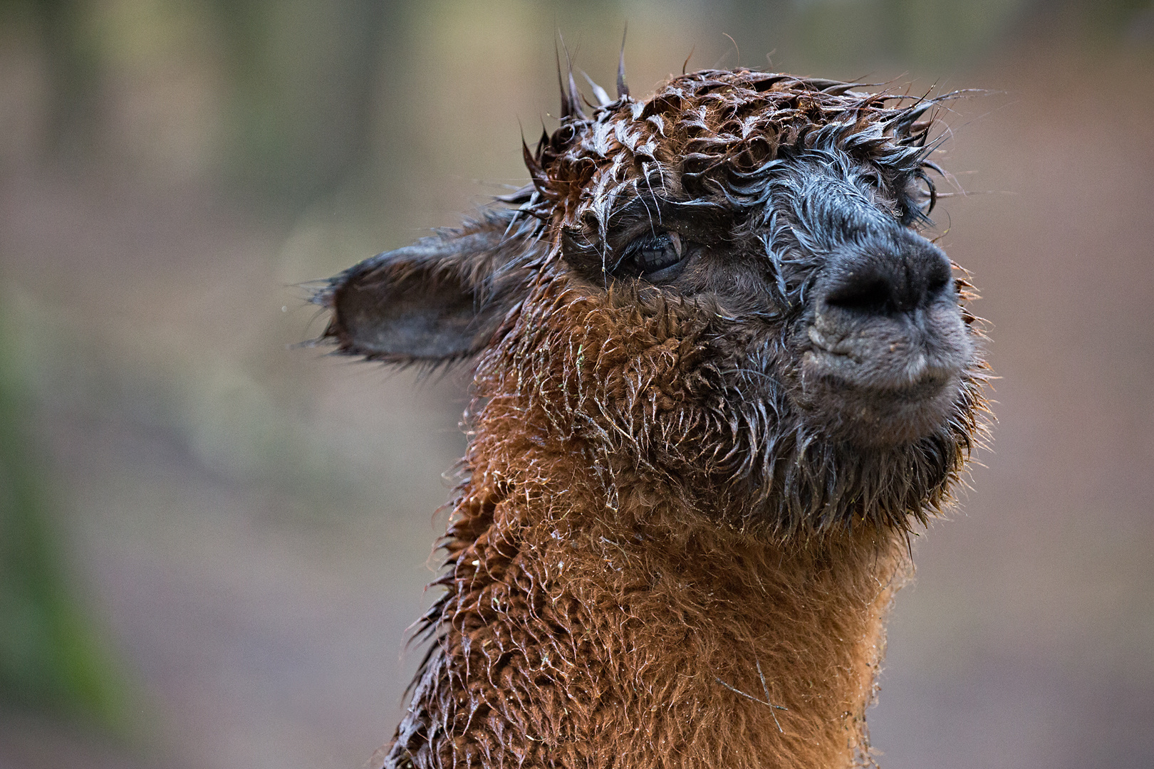 Alpaka Foto & Bild | tiere, zoo, wildpark & falknerei, andere ...