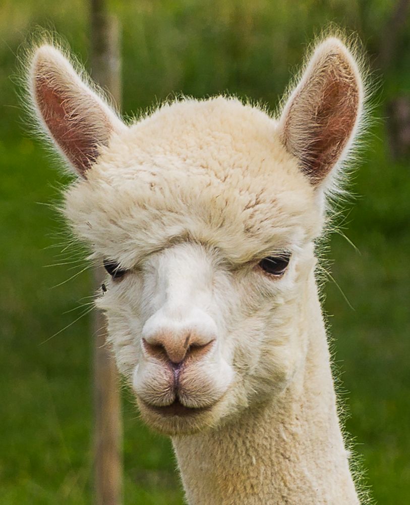 Alpaka Foto & Bild | world, outdoor, natur Bilder auf fotocommunity