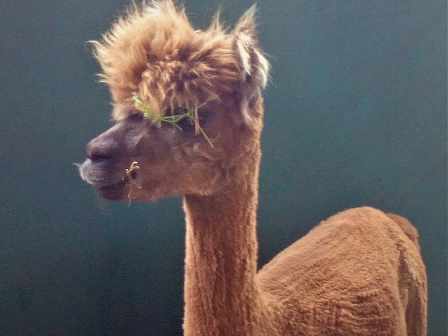 Alpaka Foto & Bild | natur, tiere, aufnahme Bilder auf fotocommunity