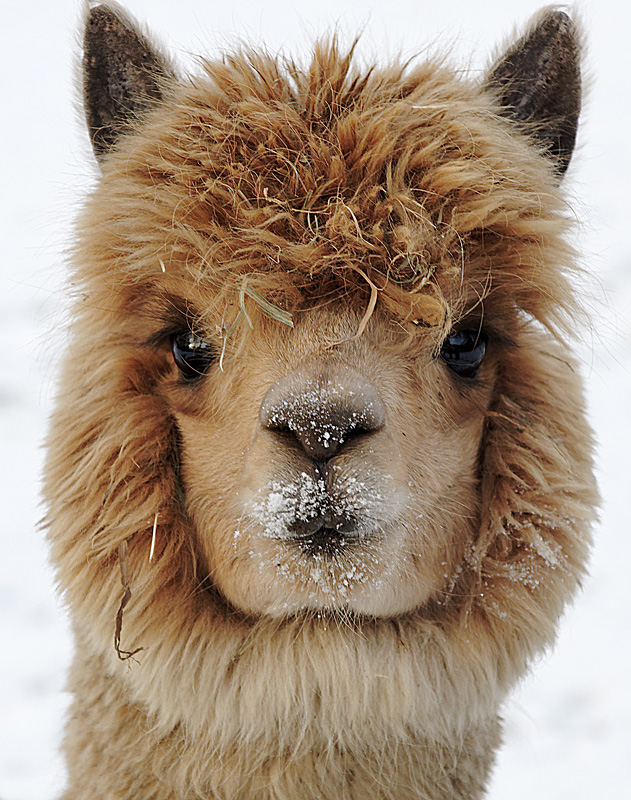 Alpaka Foto & Bild | tiere, haustiere, sonstige Bilder auf fotocommunity