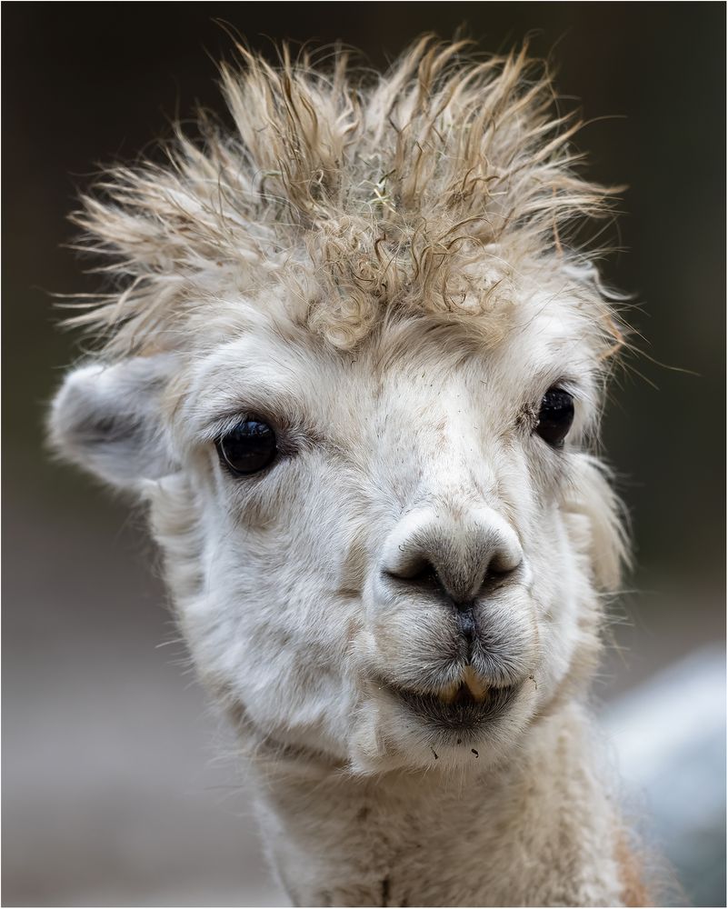 Alpaka Foto & Bild | natur, porträt, zoo Bilder auf fotocommunity