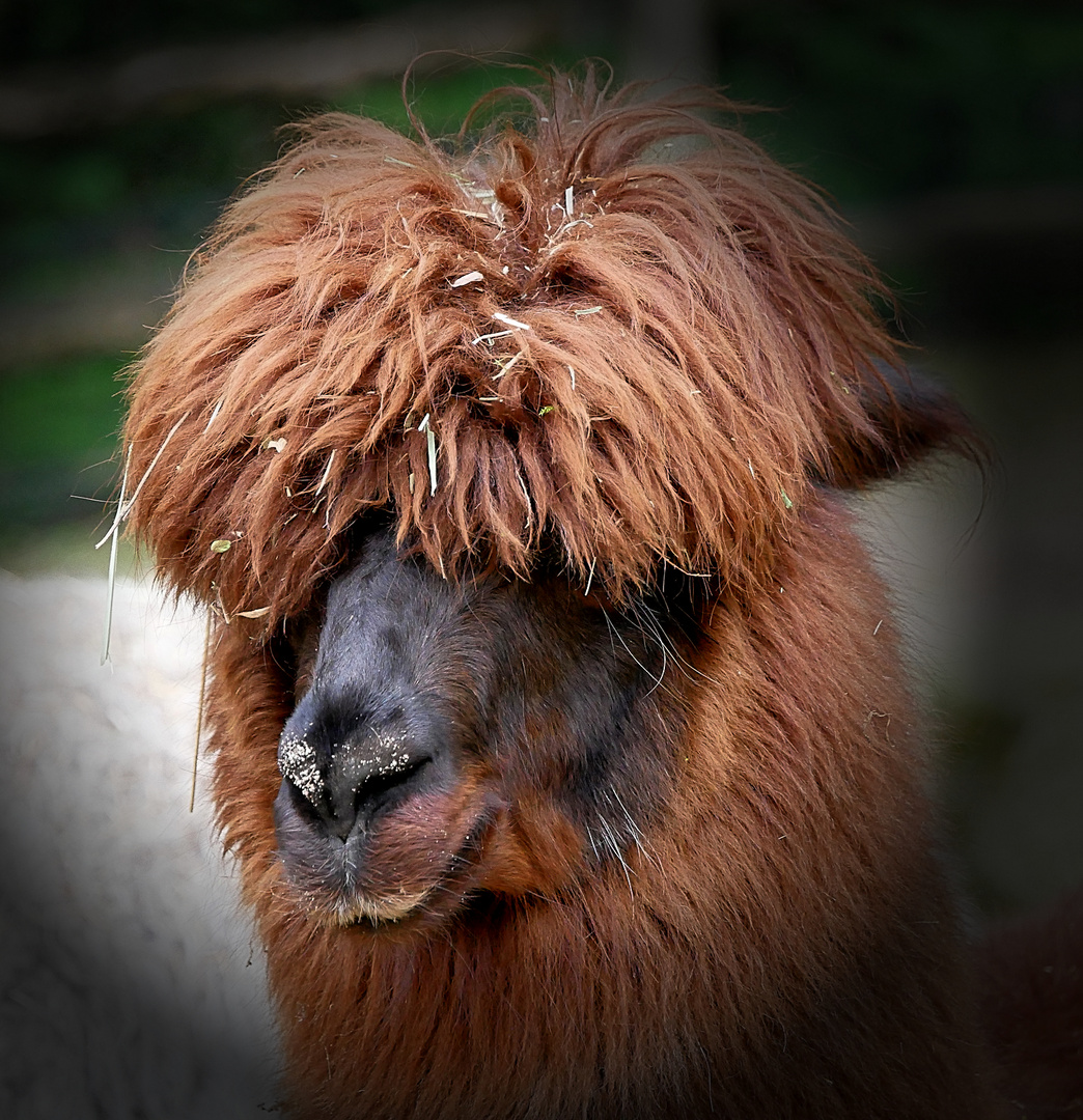 Alpaka Foto & Bild | tiere, natur, portrait Bilder auf fotocommunity