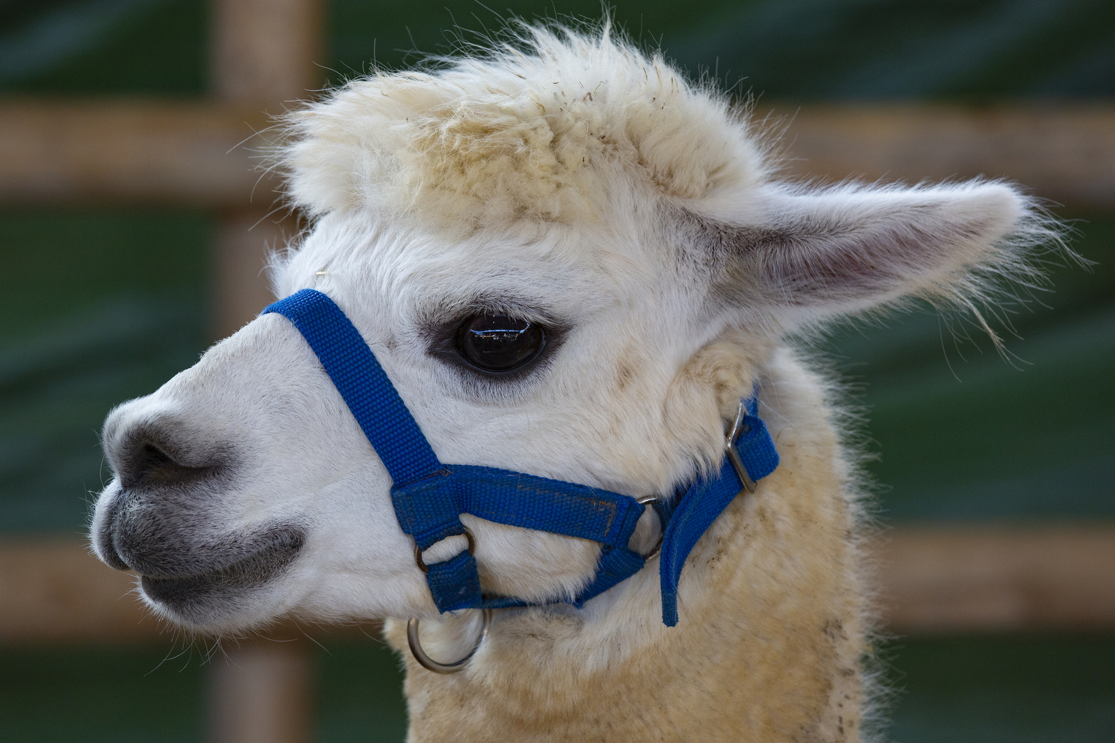 Alpaka Foto & Bild | world, natur, portrait Bilder auf fotocommunity