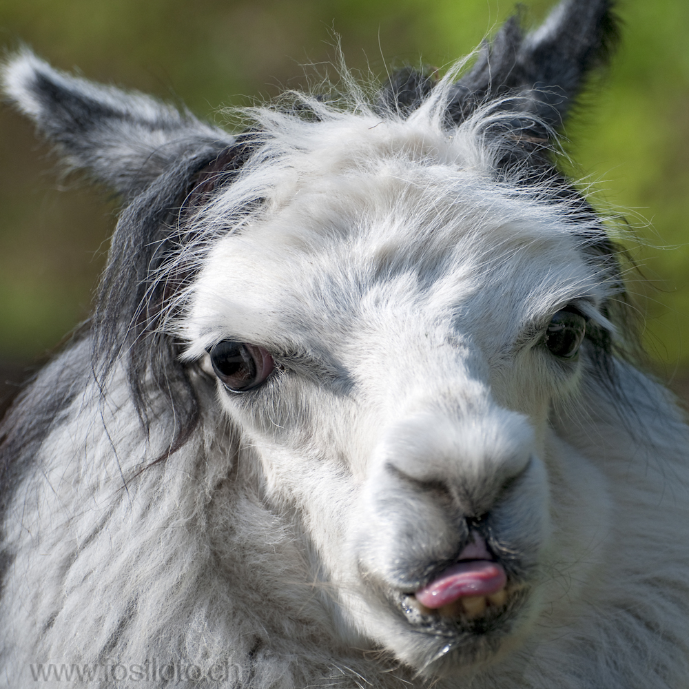 Alpaka Foto & Bild | tiere, zoo, wildpark & falknerei, tierparktiere ...